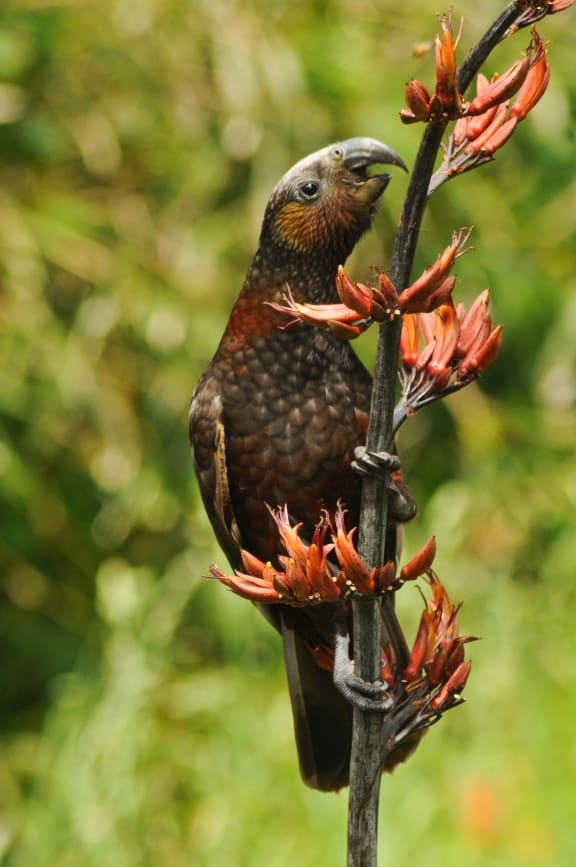 New Zealand's 50 top birdwatching sites | RNZ