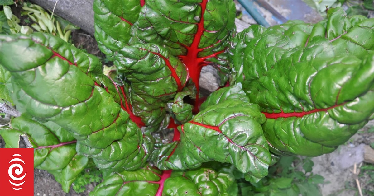 Fruit and Vege Report with Glenn Forsyth | RNZ