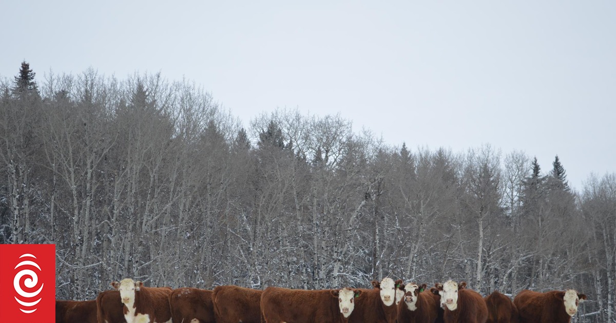 Farm Talk - Canadian Cattle rancher Travis Wasko | RNZ