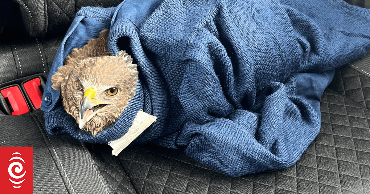 Waikato police swoop in to rescue falcon hit by car | RNZ News