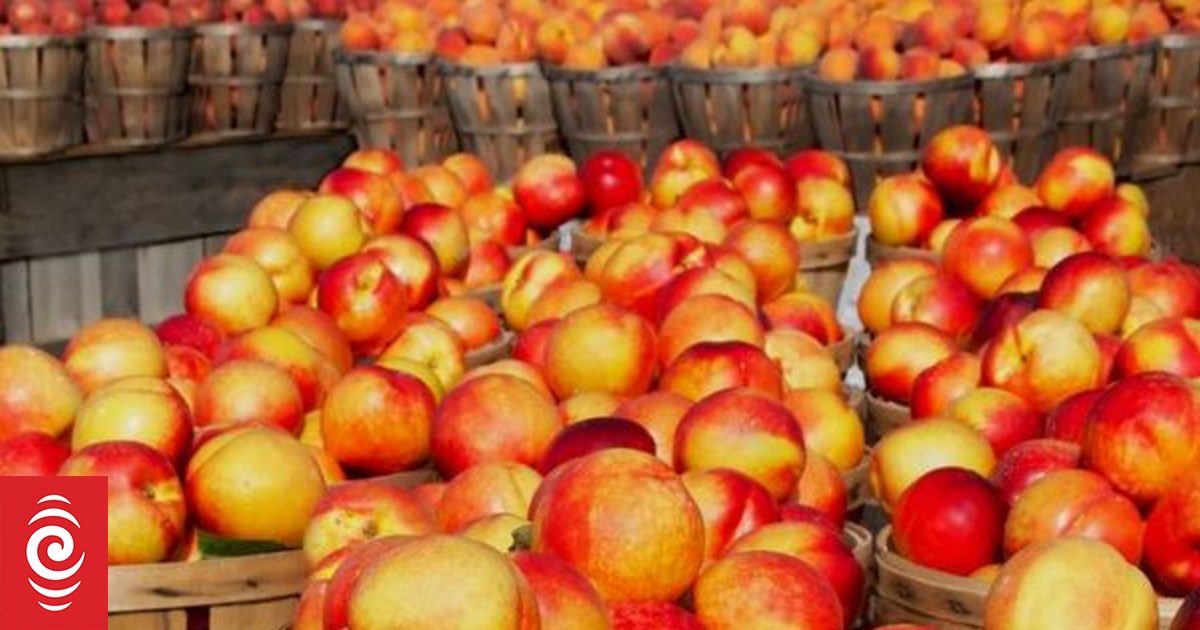 Fruit and Vege Report with Glenn Forsyth | RNZ