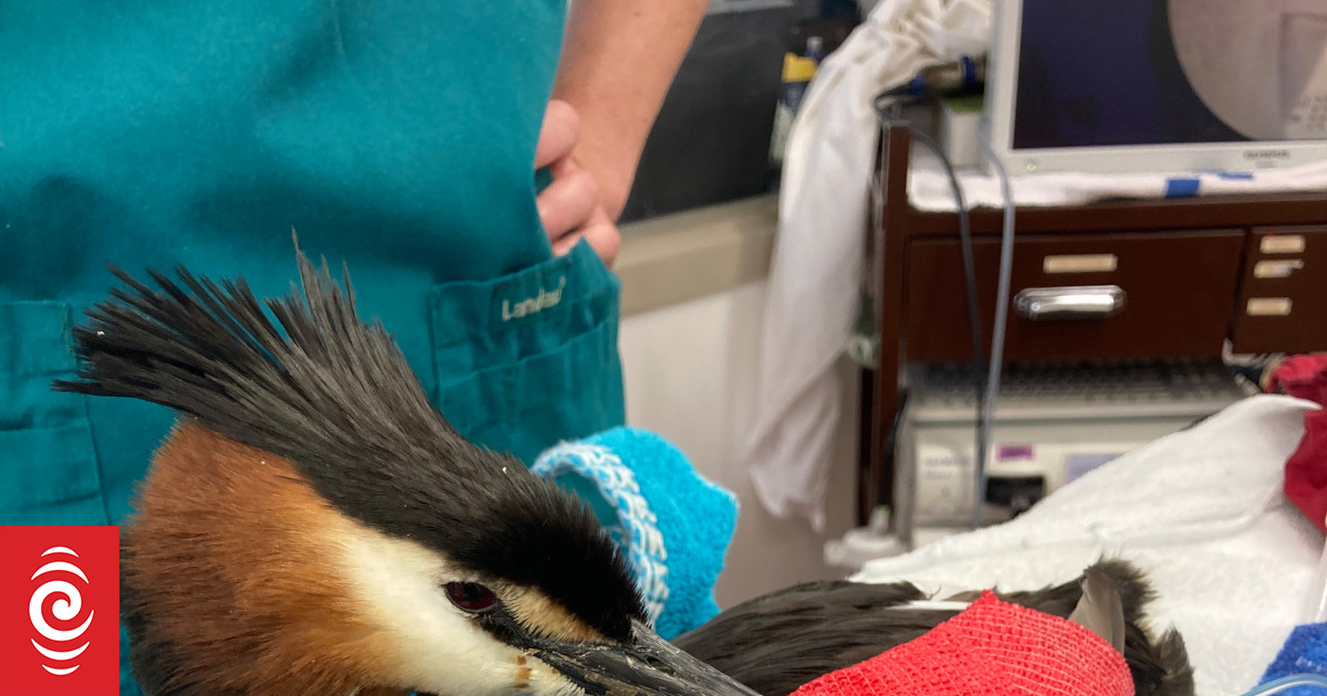 Pūteketeke returned to the wild after surgery to remove fishhook | RNZ News