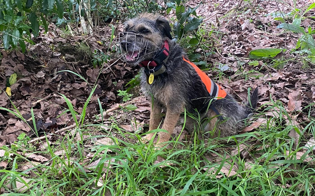 Think twice about getting a pet rabbit for Xmas - animal control | RNZ
