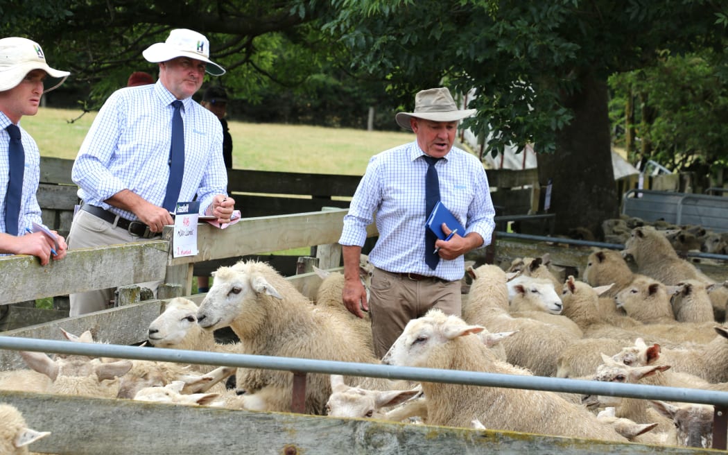 Summer lamb prices slide down the big dipper | RNZ