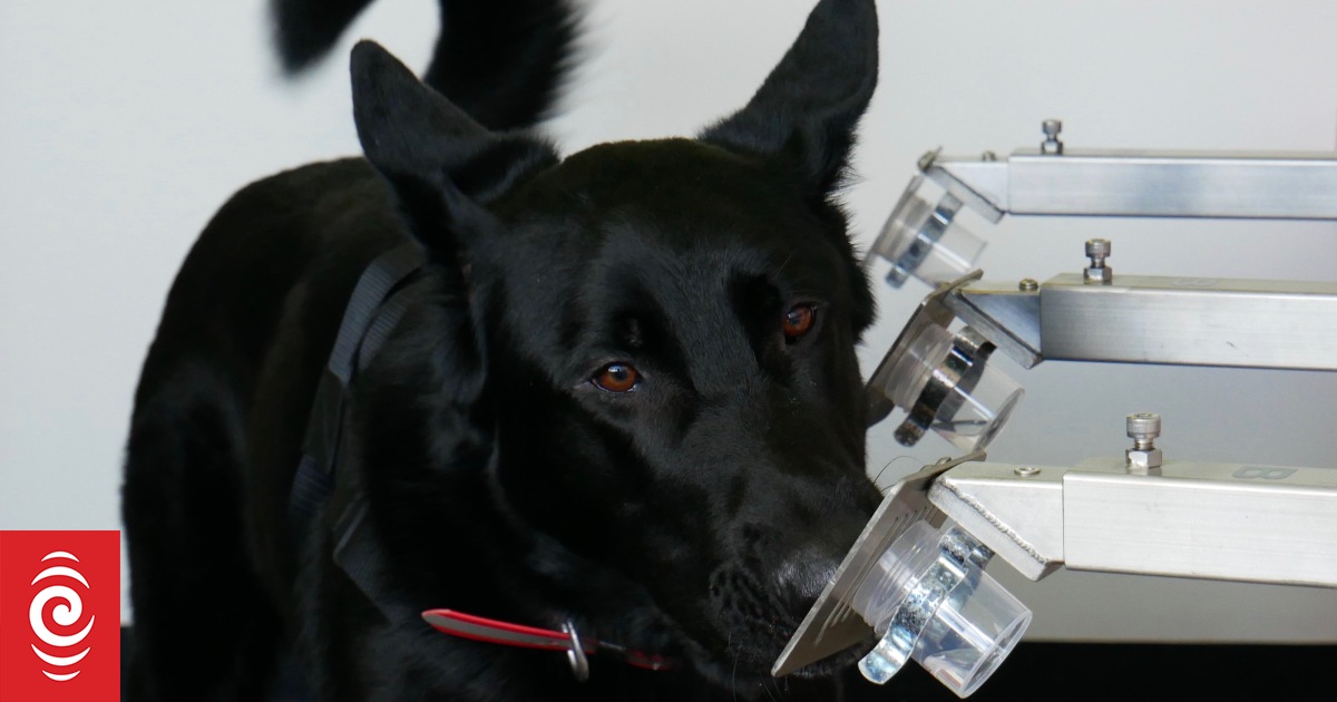 Our Changing World - Medical detection dogs | RNZ