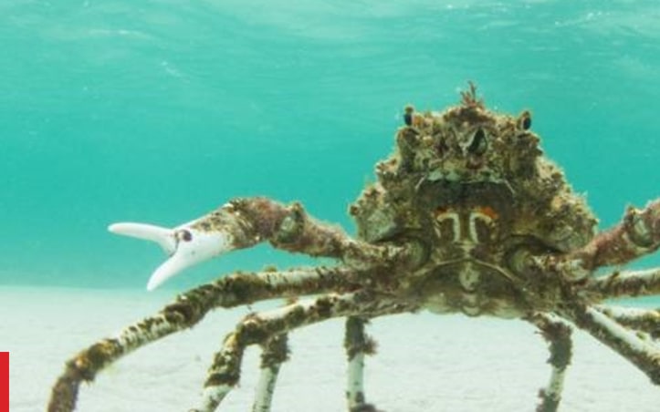 The great spider crab migration | RNZ