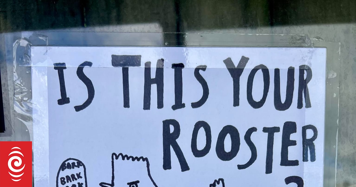 Residents decry rooster menacing Auckland suburb with 3am wake-ups ...