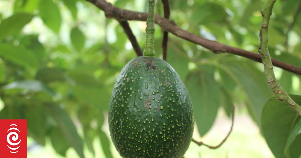 Fruit and Vege Report with Glenn Forsyth | RNZ