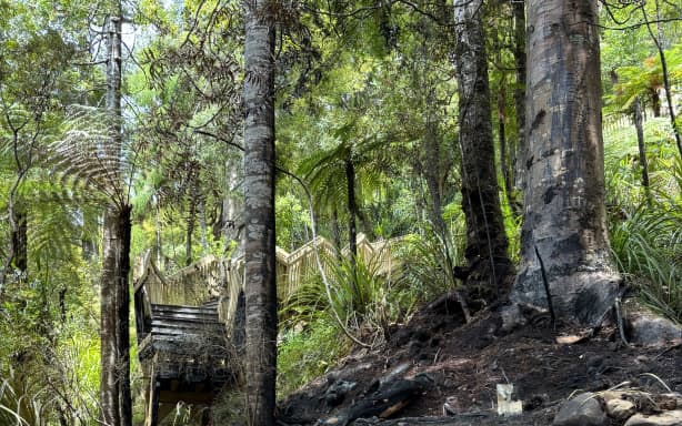 Photos reveal significant fire damage to Auckland track | RNZ