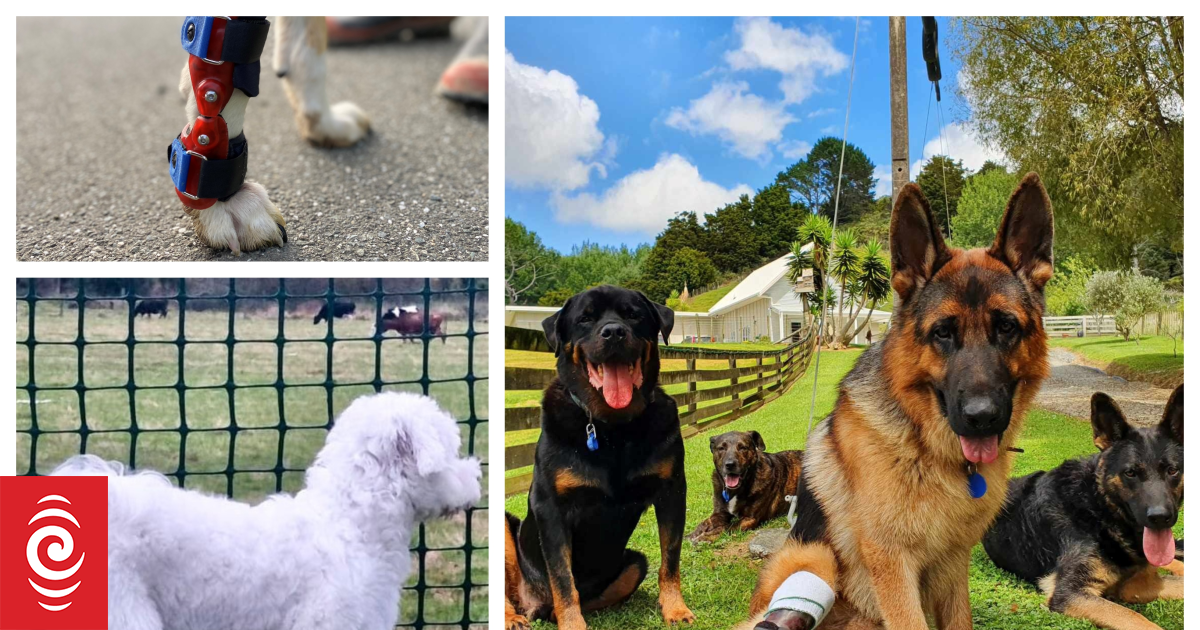 Helping injured dogs with false limbs and orthotics | RNZ