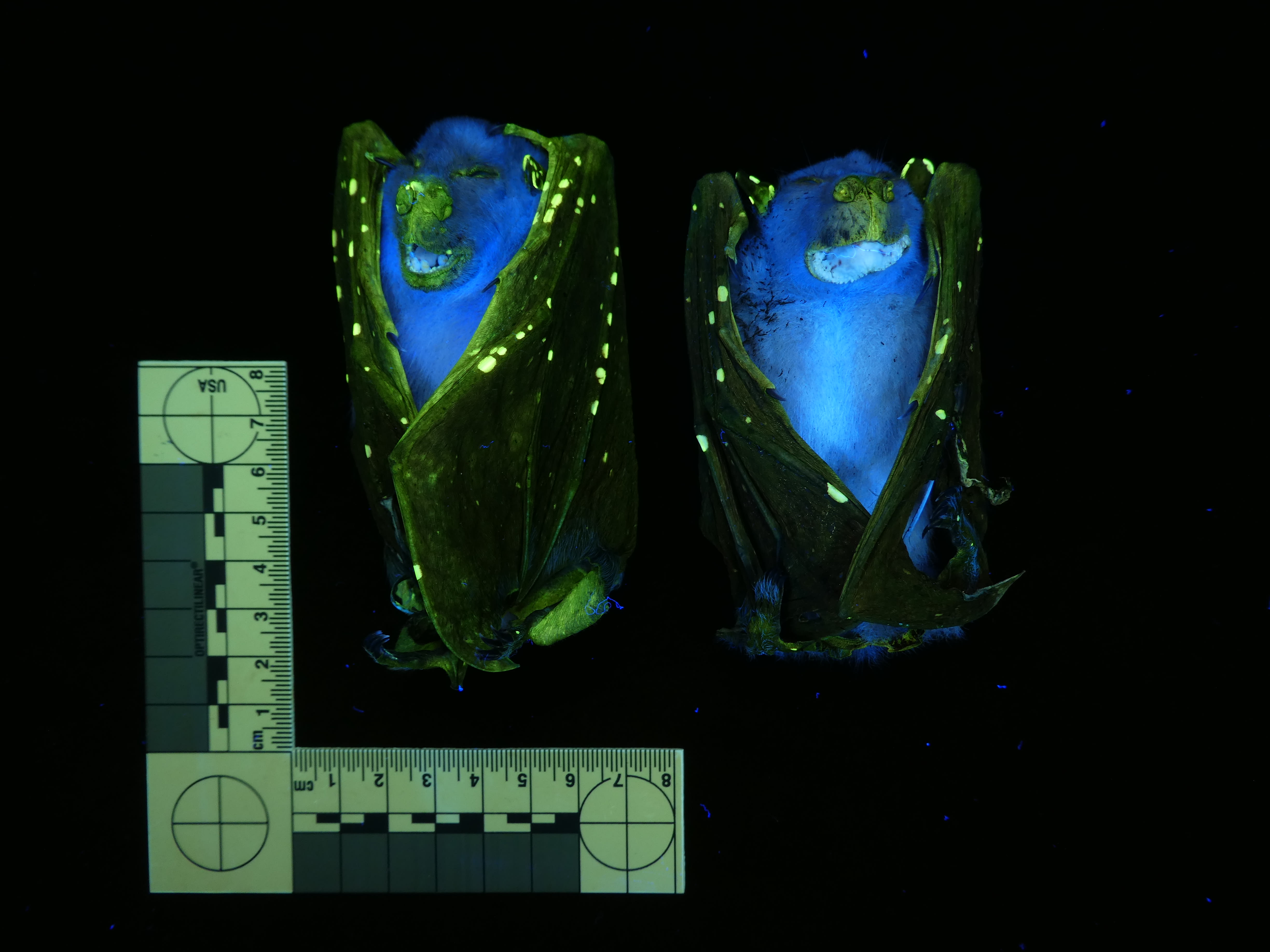 What we don't know about glow-in-the-dark animals | RNZ