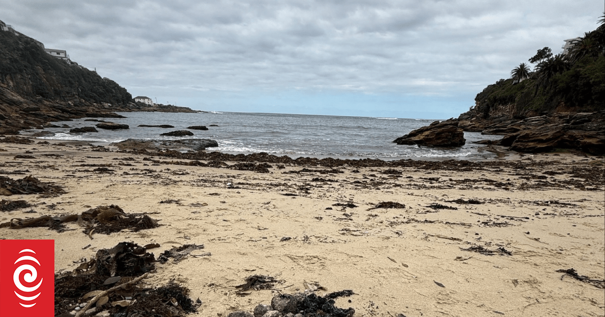 Hundreds of tar balls have surfaced on Sydney beaches. But what are ...