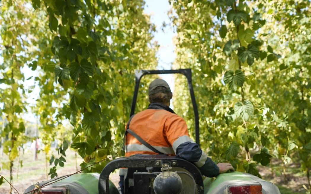Hop farmers work to brew new markets; expand US, despite export hurdles ...