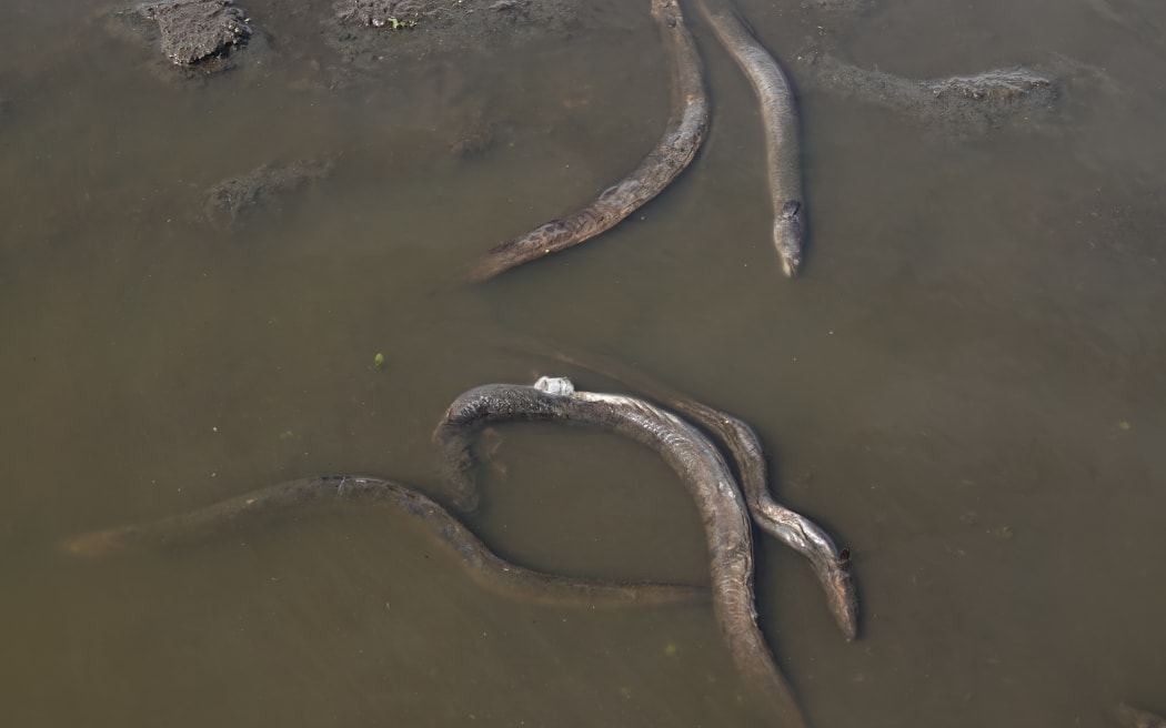 Volunteers work to save eels trapped in mud of dried-up Pukepuke Lagoon ...