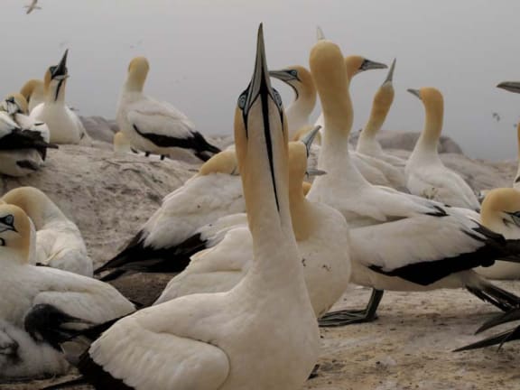 Kennedy Warne - Cape gannets on Malgas Island | A Gallery from Nine To ...
