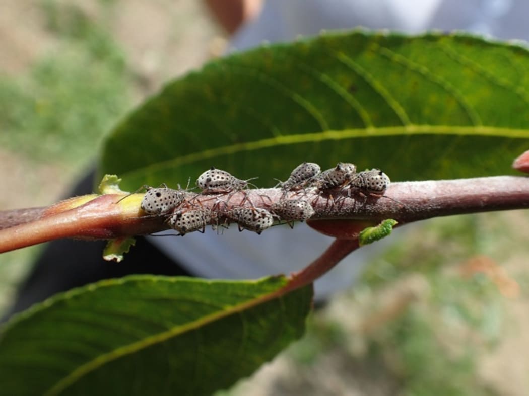 Giant willow aphids - a sticky invasive nuisance | RNZ