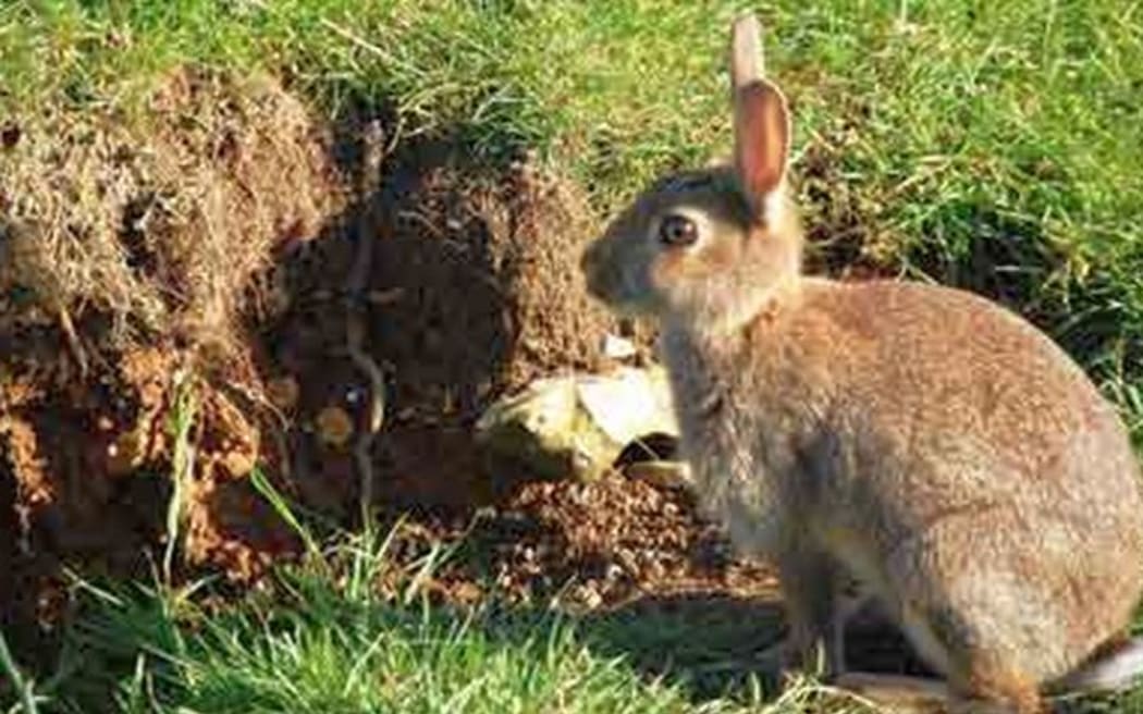 Should councils be helping more with wild rabbits? | RNZ News