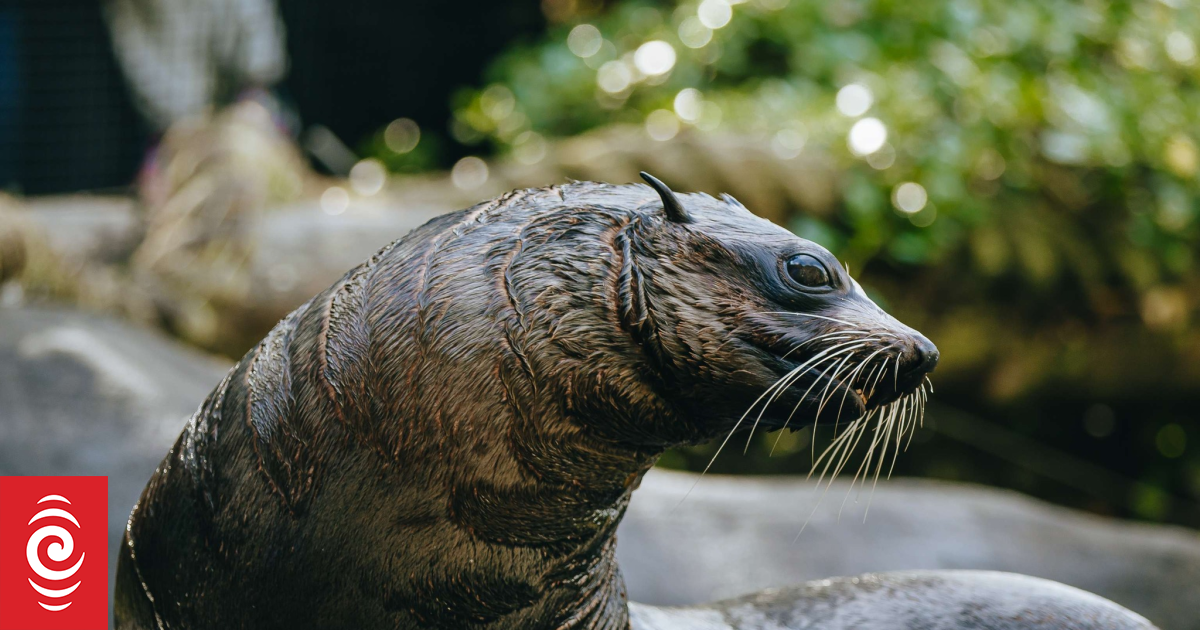 NZ's last seal in zoo euthanised, leaves behind 'special legacy' | RNZ News