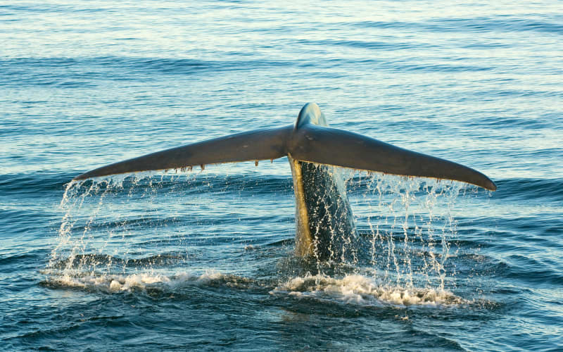 Pacific, Māori leaders seek legal personhood for whales | RNZ