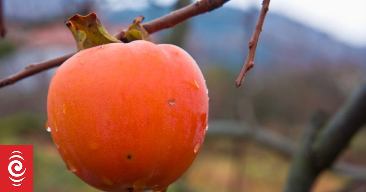Fruit and Vege Report with Glenn Forsyth | RNZ