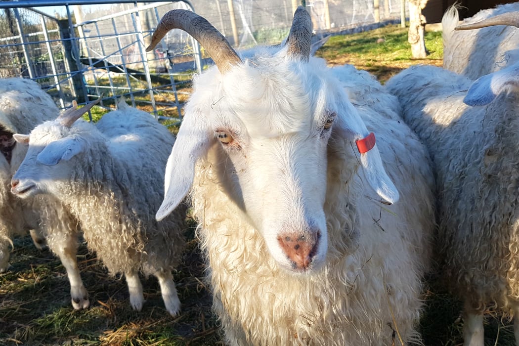 Saving the Waipu goat | RNZ