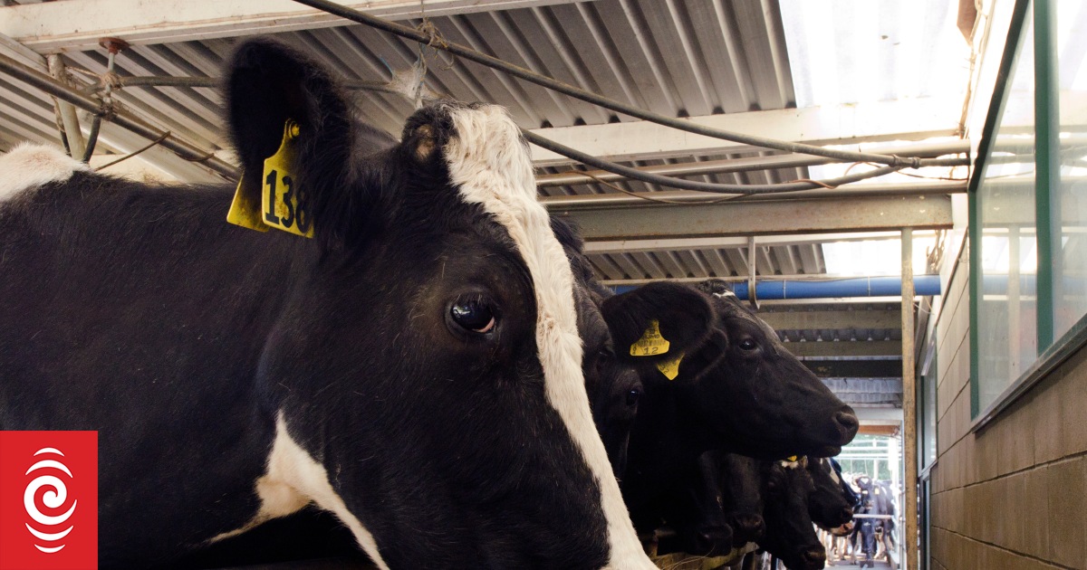 Around the motu : David Williams in Christchurch | RNZ