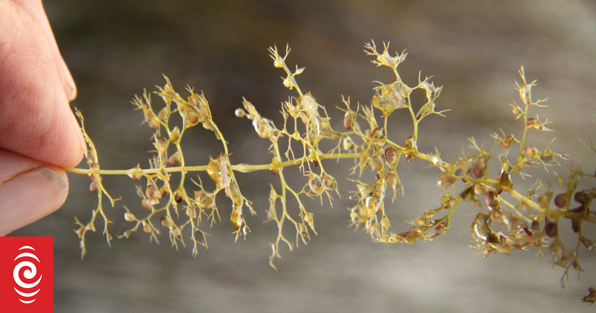 Critter of the Week: the southern bladderwort | RNZ
