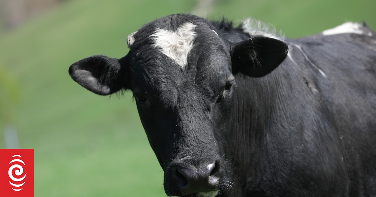 LIC to play role in creating more heat resistant, disease tolerant cows ...