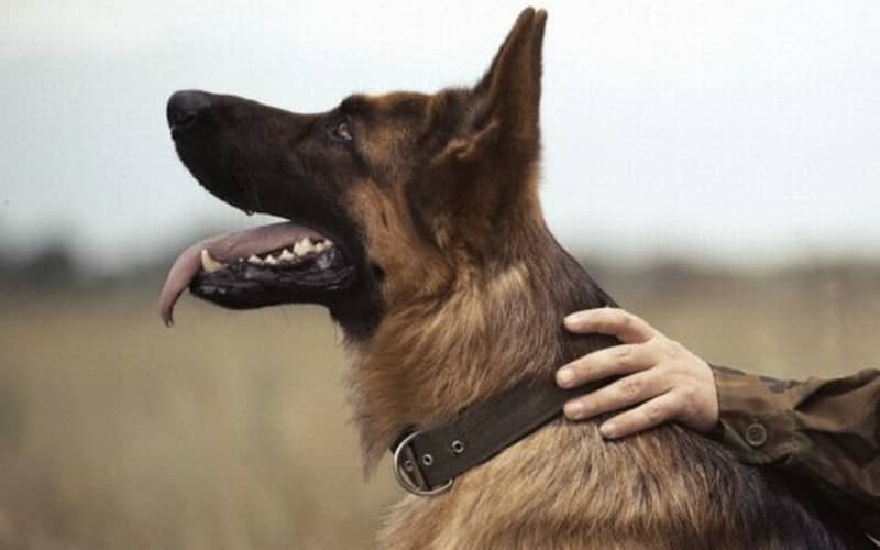 IPCA backs police dog handler | RNZ