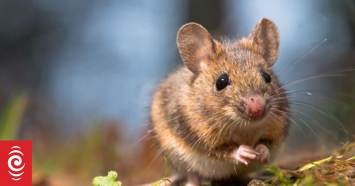 Mouse plague overwhelming Western Australia | RNZ
