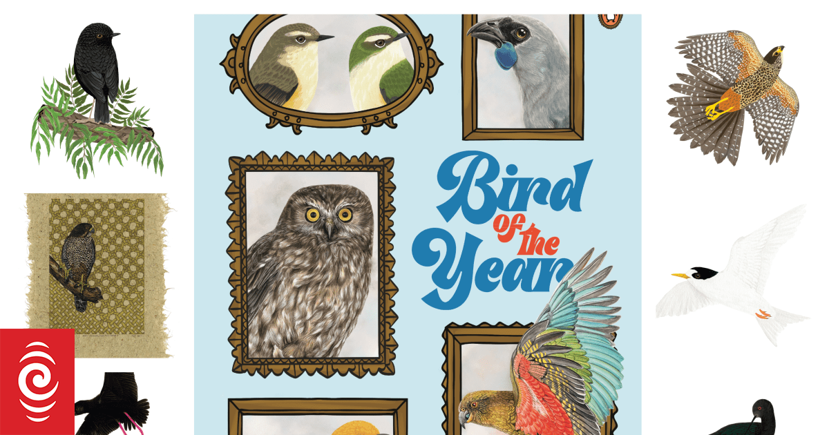 Ellen Rykers - Bird of the Year | RNZ