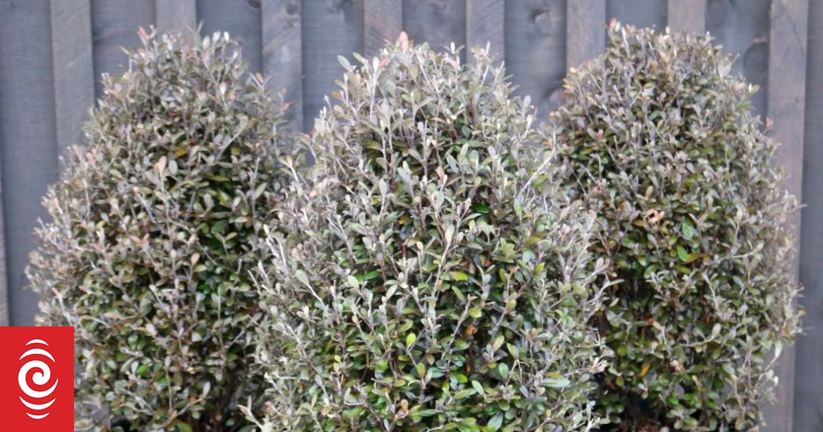 Creating native topiaries with Xanthe White | RNZ