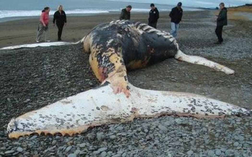 Karakia at humpback grounding | RNZ News