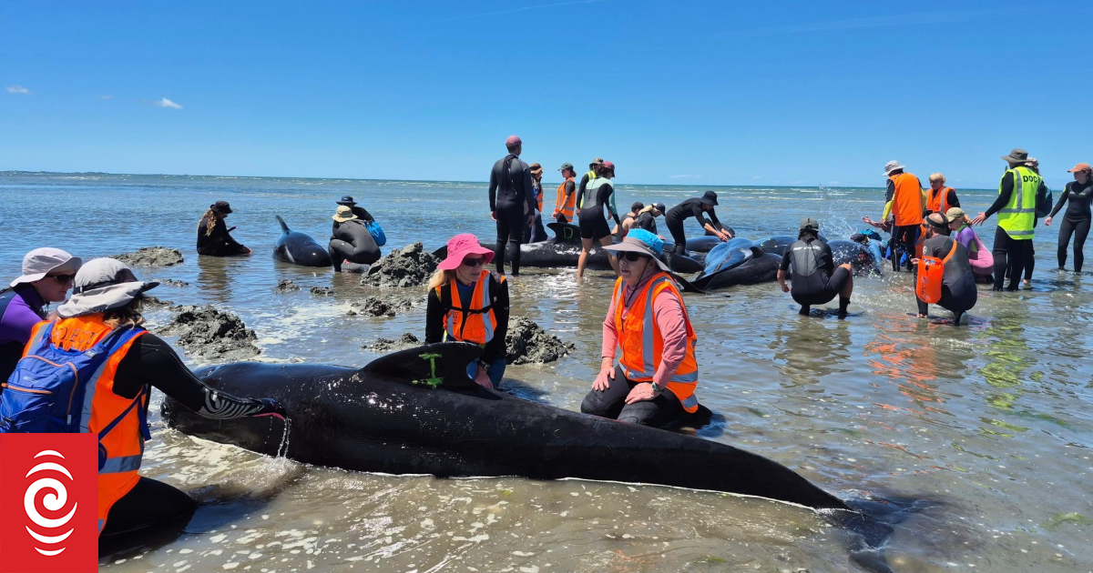 Stranded pilot whales re-floated into deeper water in Golden Bay | RNZ News