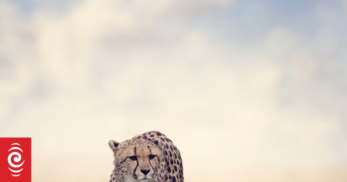 Cheetahs heading towards extinction | RNZ News Cheetahs heading towards extinction | RNZ News