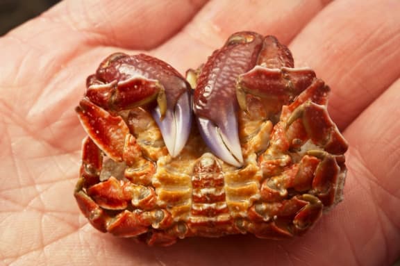 Collins Fieldguide to the NZ Seashore | A Gallery from Afternoons | RNZ ...