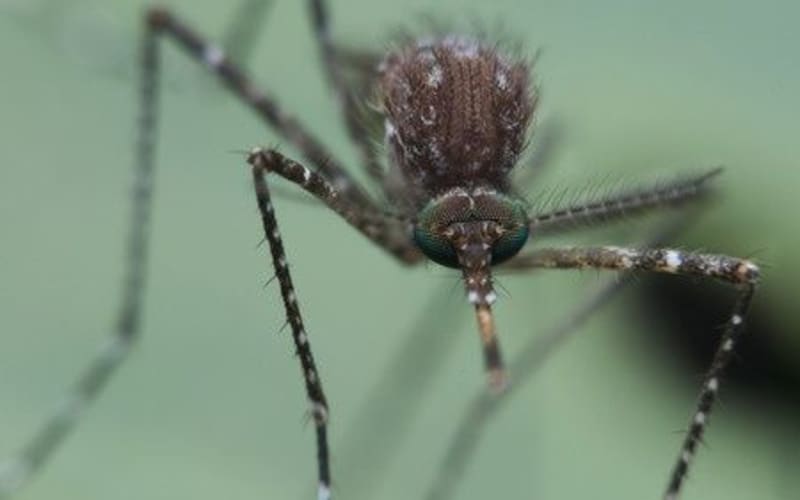 Possible Zika-carrying larvae found | RNZ