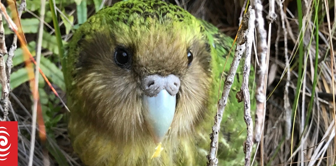 NZ among the best places for endangered species in the world | RNZ