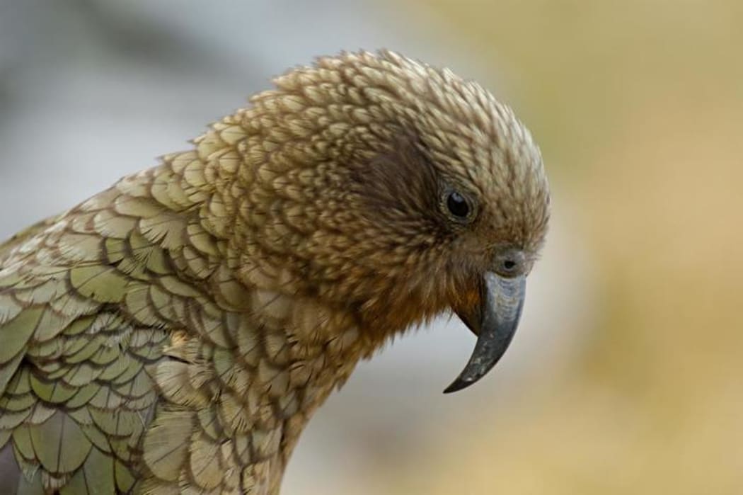 Kea wins Bird of the Year | RNZ News