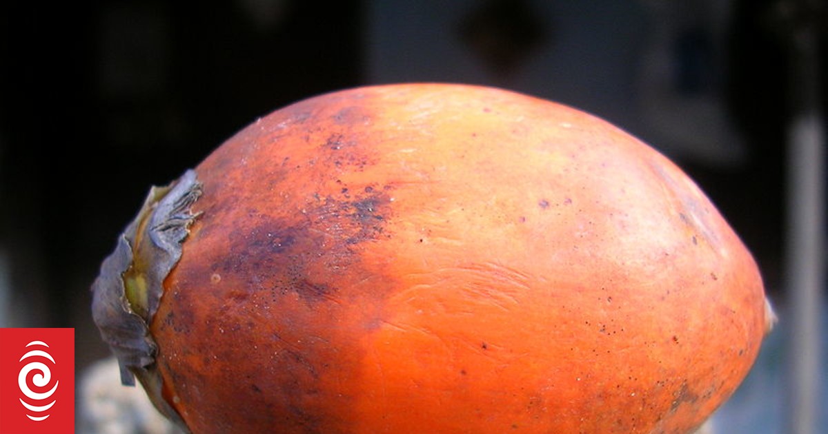 New research into ways to stop Betel nut chewing | RNZ News