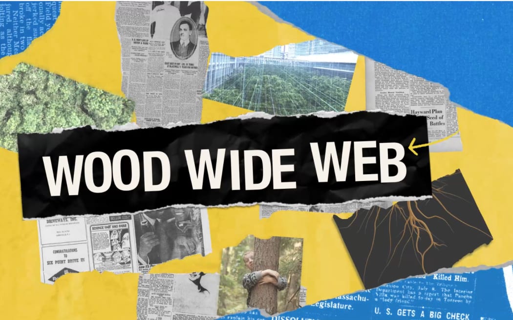 Wood wide web | RNZ