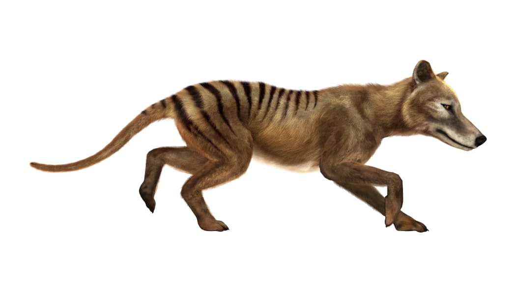 New Zealand Tasmanian tiger pelt provides DNA of extinct marsupial ...