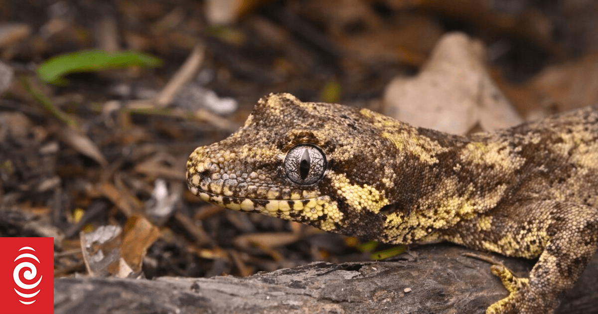Critter of the Week: Mokopiriakau granulatus - the forest gecko | RNZ