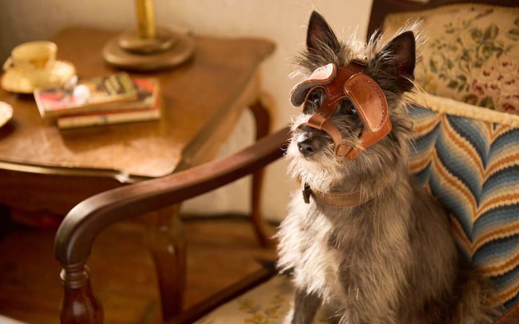 RUNT - a family film with a speedy star | RNZ