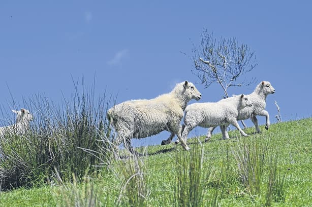 Livestock responsible for nearly half of Gisborne Council's emissions | RNZ