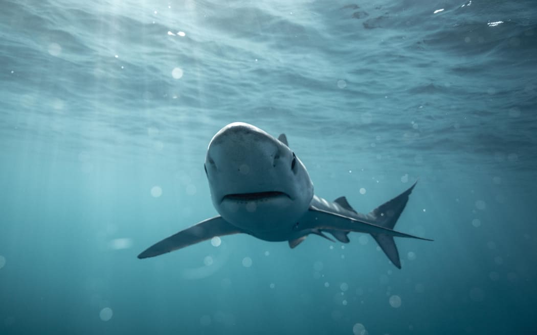 Critter of the Week: Blue shark | RNZ