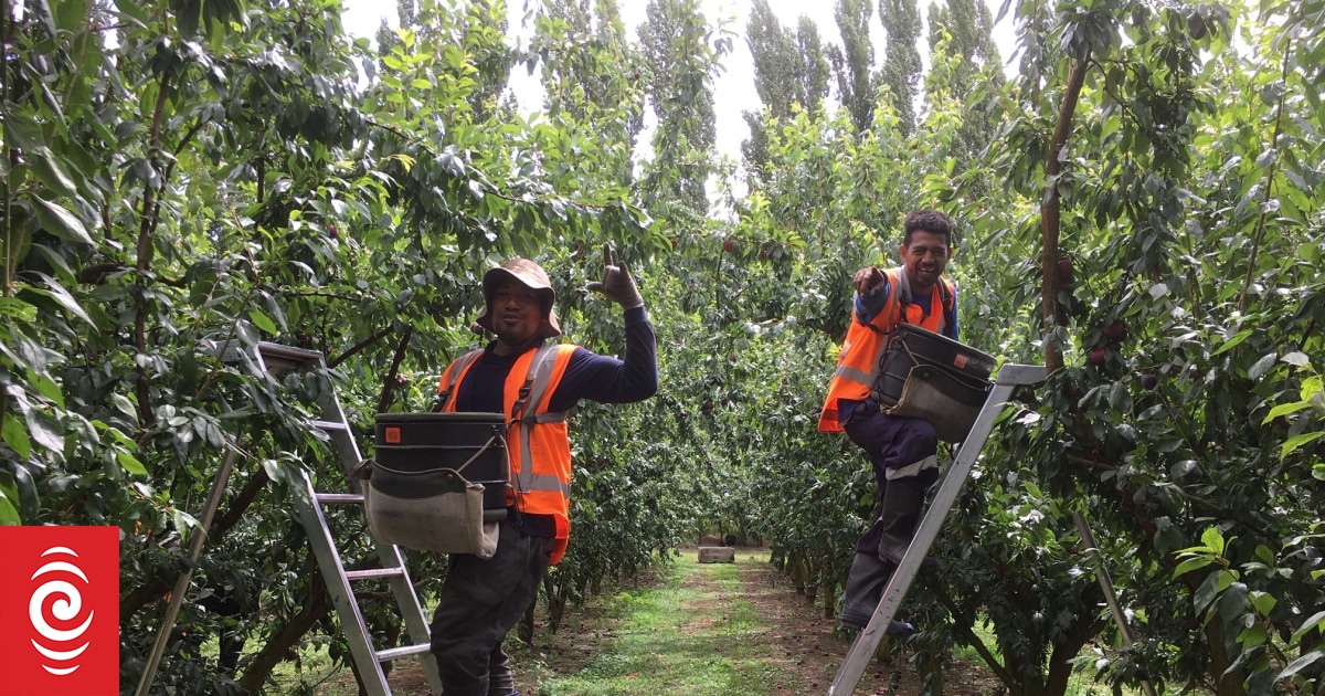 RSE schemes in question | RNZ