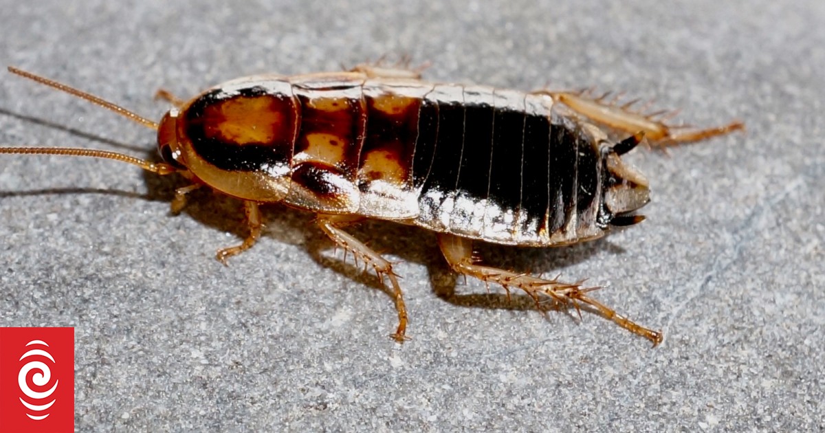 Critter of the Week: the Otago Alpine Cockroach | RNZ