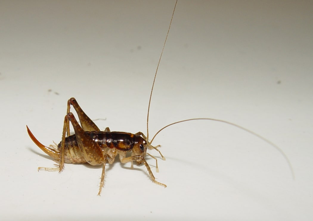 New Weta species | RNZ