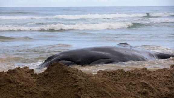 Whale Stranding | A Gallery from News | RNZ